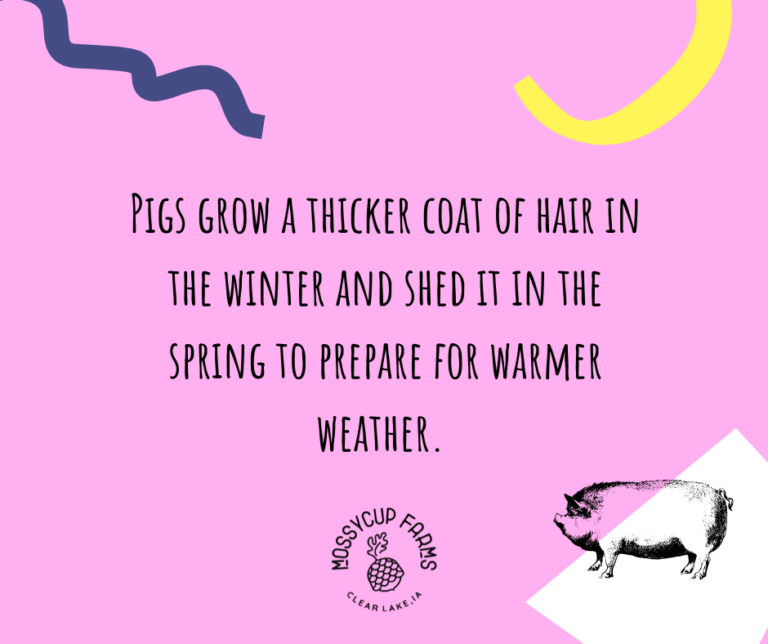 Facts About Pigs facts-about-pigs